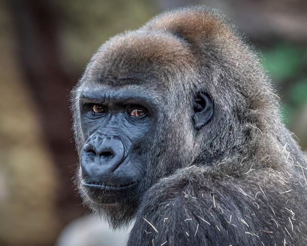 Audubon Zoo in New Orleans prepping to welcome baby gorilla | News ...