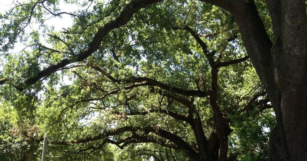 WTC building, Algiers ferry, live oaks among city's most endangered ...
