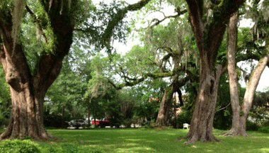 Covington identifies its oldest and most historic trees | Local ...