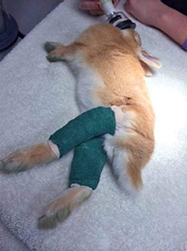 Metairie clinic takes in abandoned, injured rabbits | East Jefferson ...