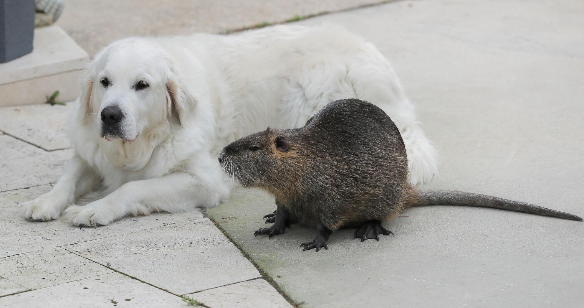 Nutria as pets? Why that's illegal and a bad idea | Environment | nola.com