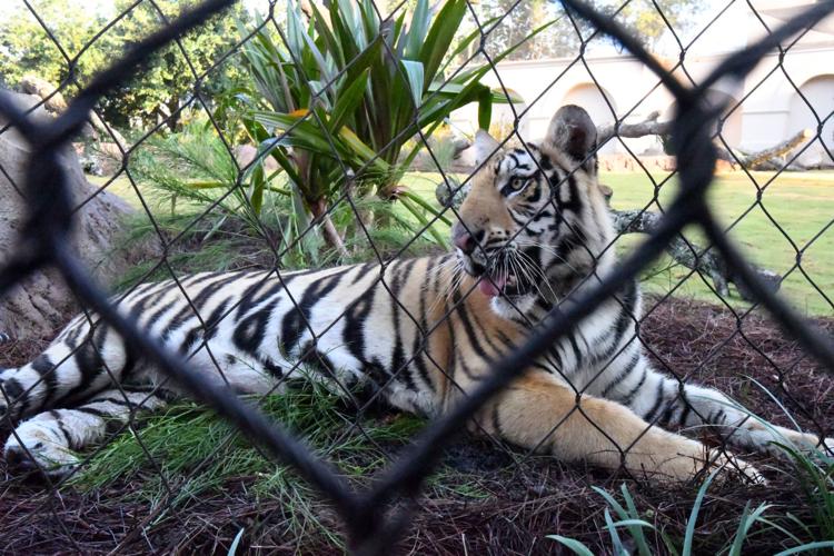All about Mike VII: Owner says LSU's new, fun-loving mascot 'hit the ...