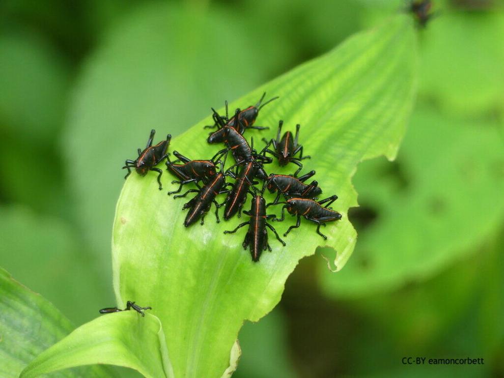 How to get rid of Eastern lubber grasshoppers in gardens | Home/Garden ...