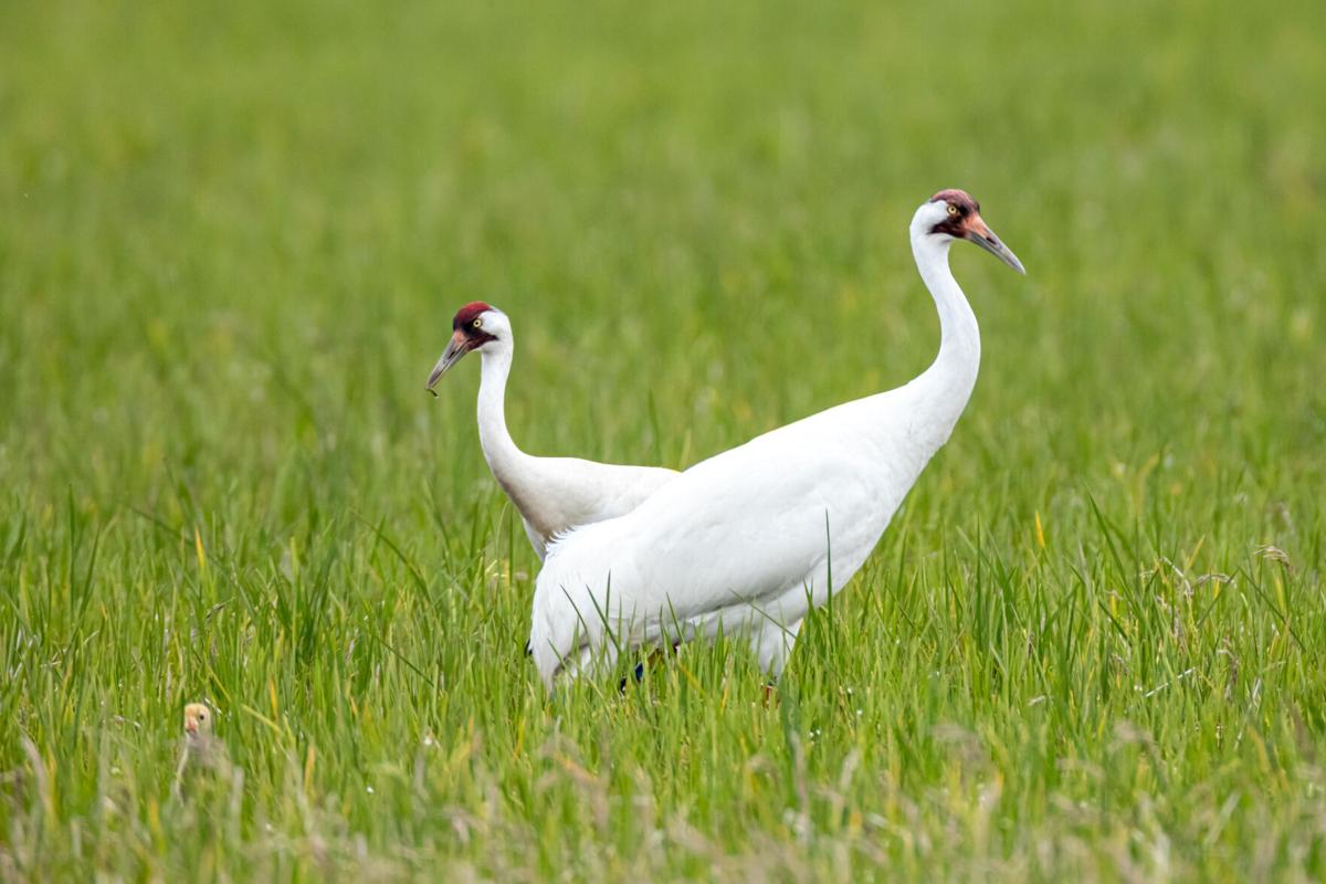 Endangered whooping cranes released into Louisiana wetlands ...