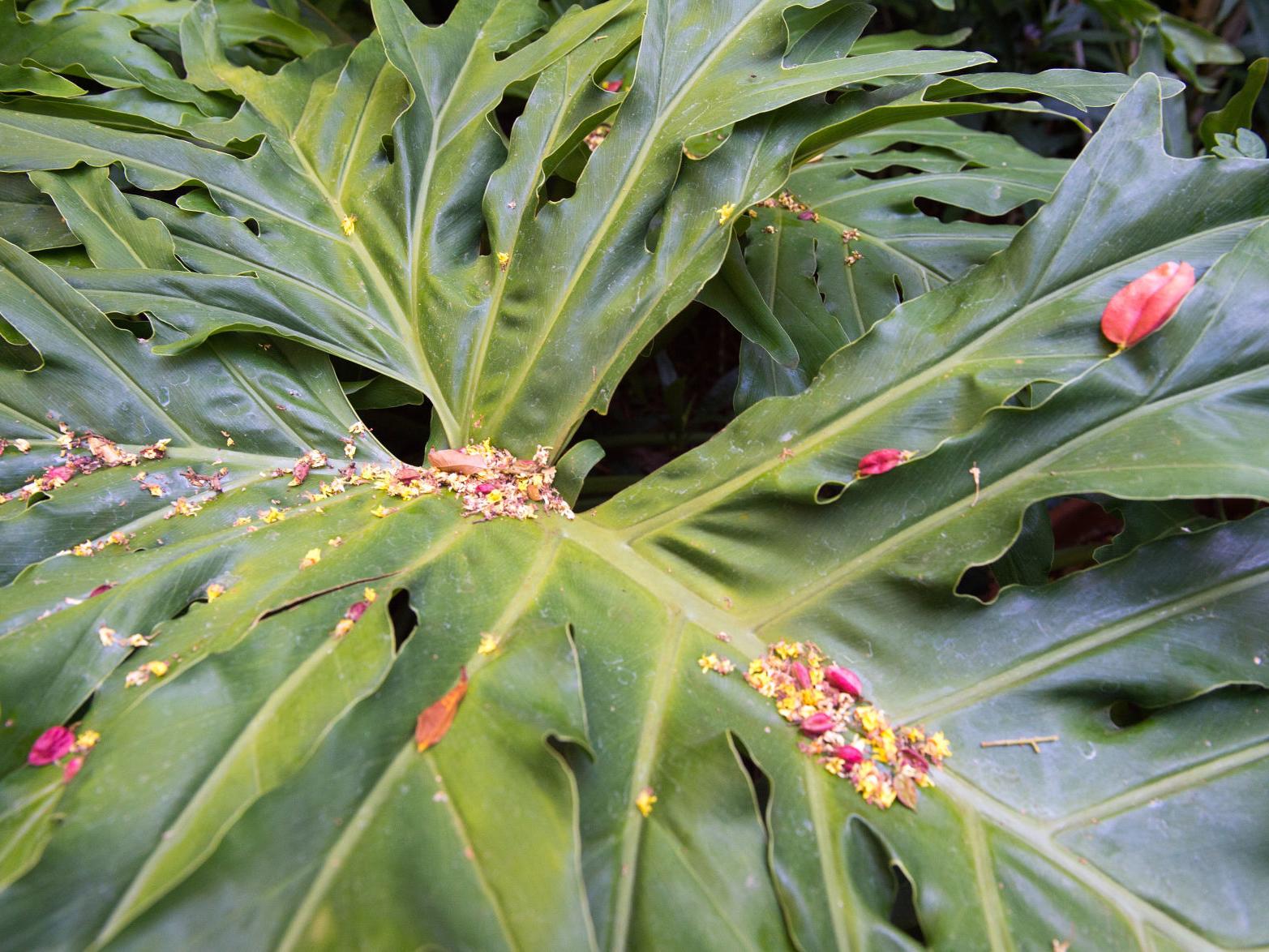 split leaf philodendron clipping