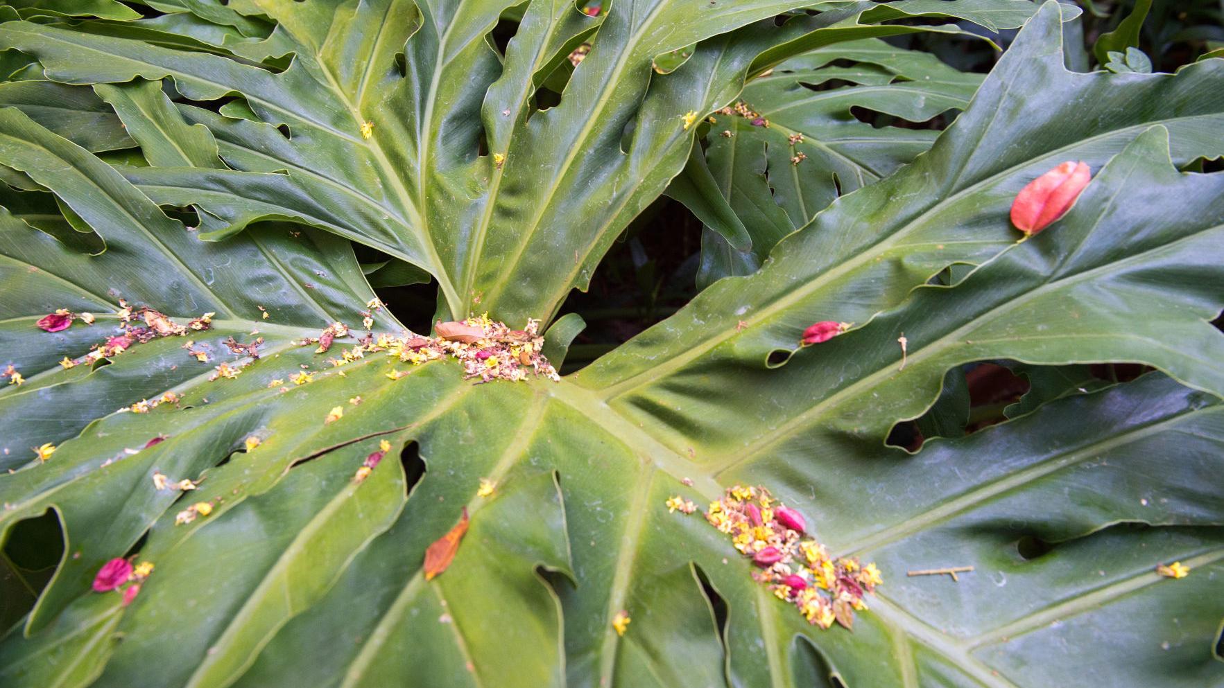 split leaf philodendron care