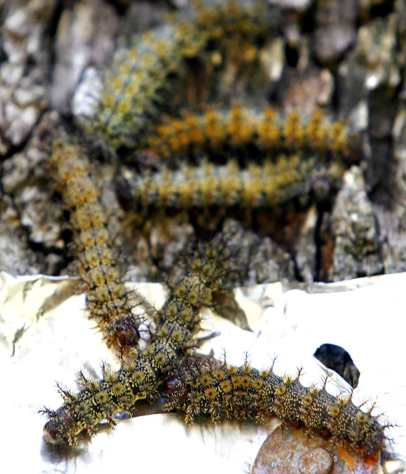 Ouch! The buck moth caterpillar assault starts soon. Time to spray your ...