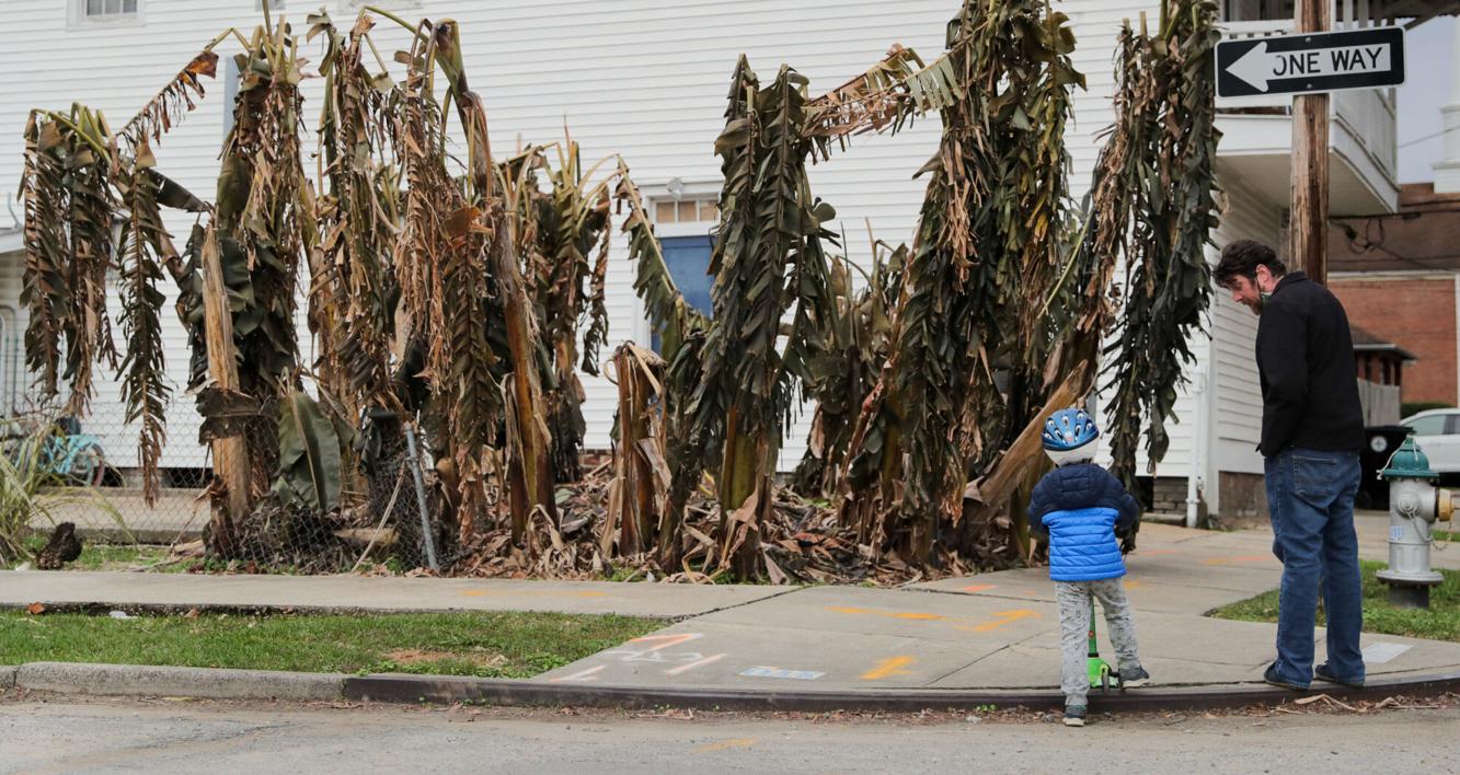 How to deal with cold-damage plants | Home/Garden | nola.com