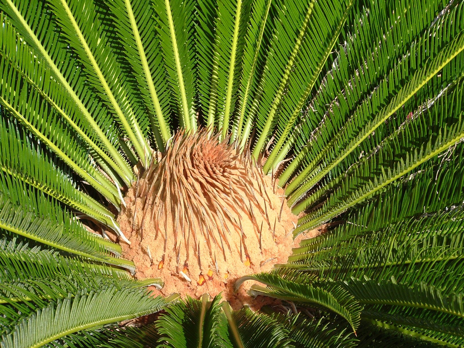 Sago palm structure holds seeds, and more from Dan Gill | Home/Garden ...