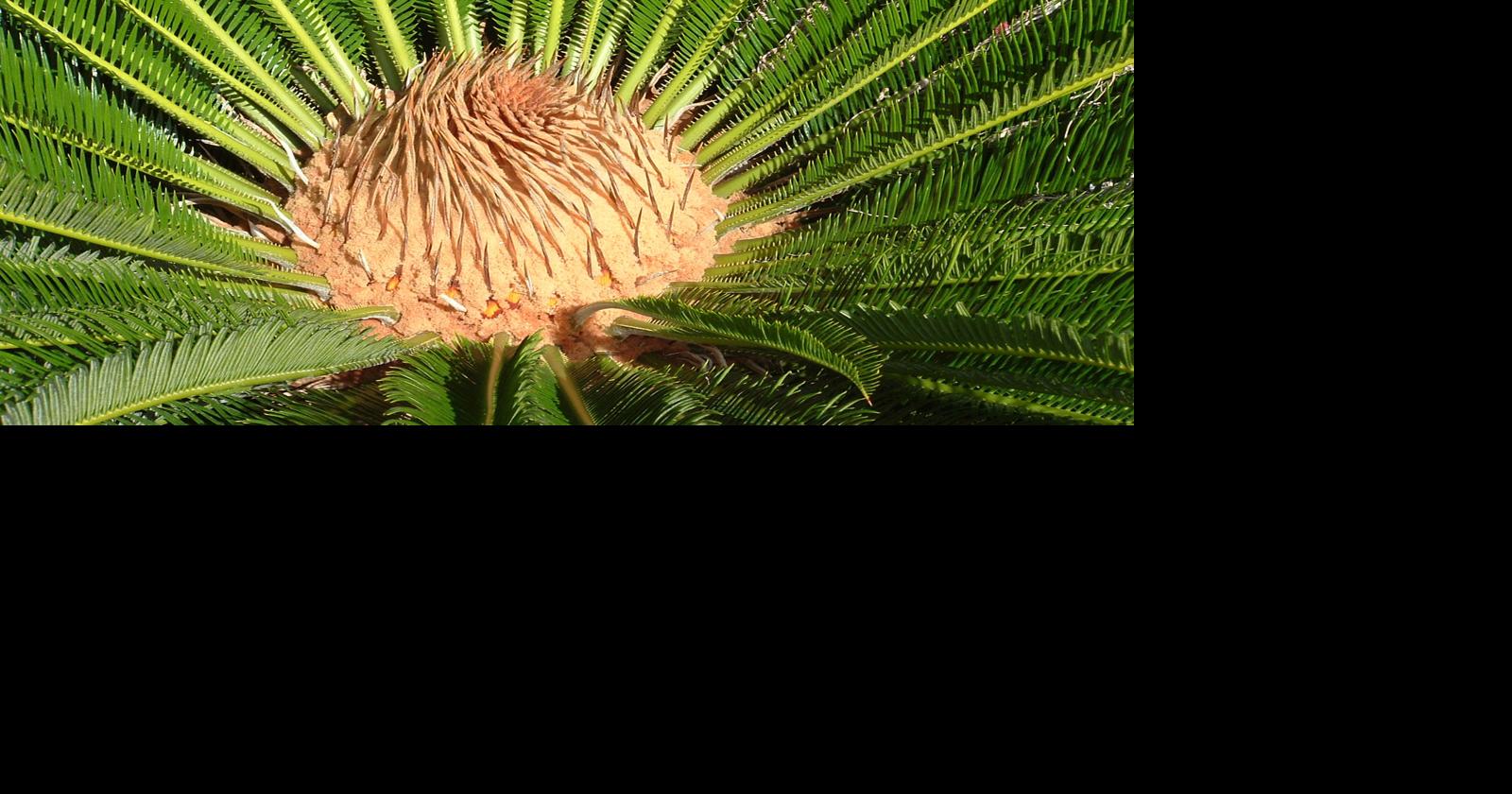 Sago palm structure holds seeds, and more from Dan Gill | Home/Garden ...