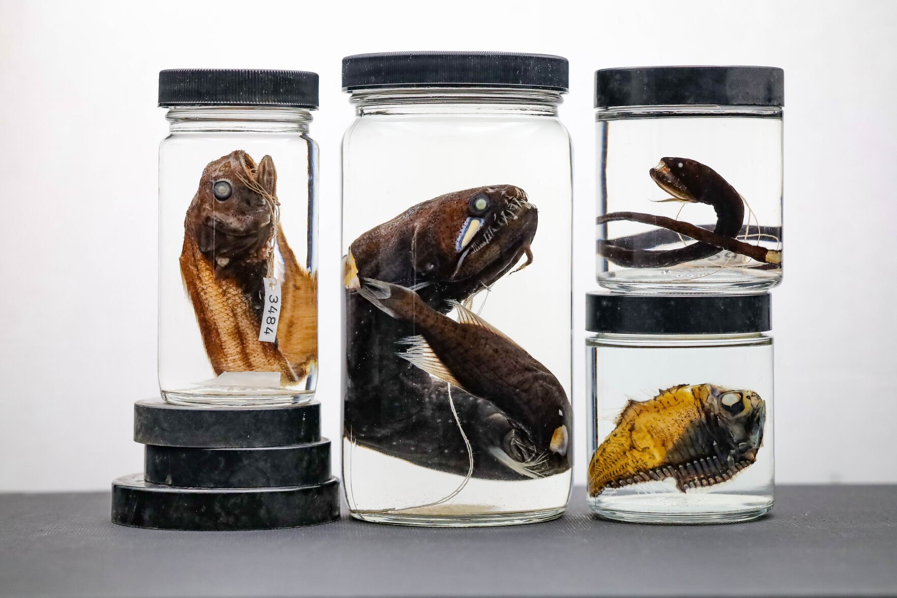 Tulane stores 8 million fish in a World War II bunker | Environment ...