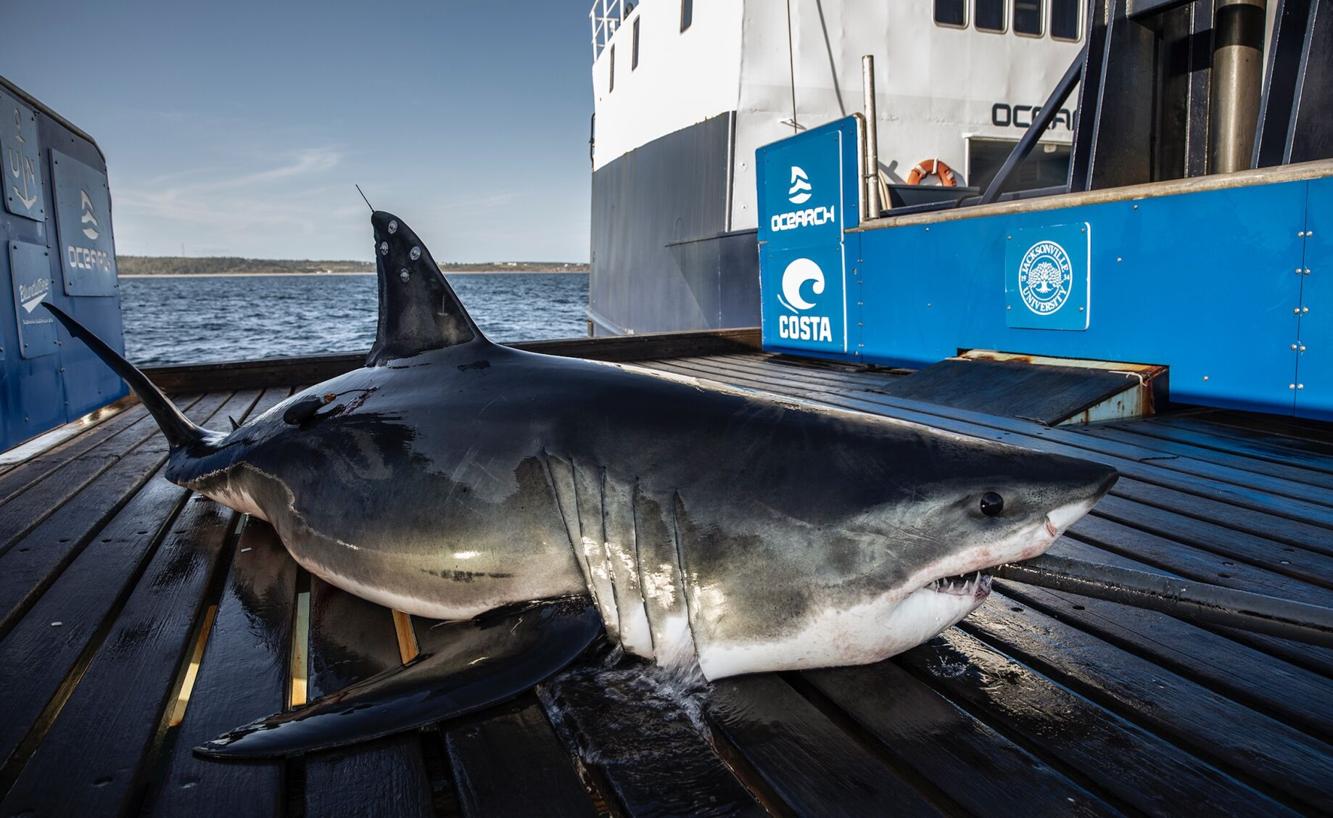 Why great white sharks appear in Gulf of Mexico near NOLA | Environment ...