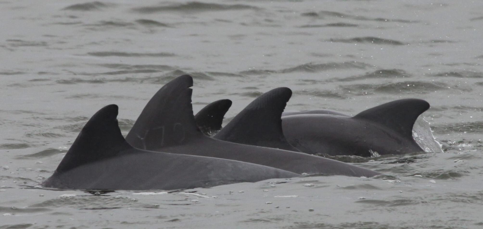 To protect bottlenose dolphins, group wants changes to $2 billion ...