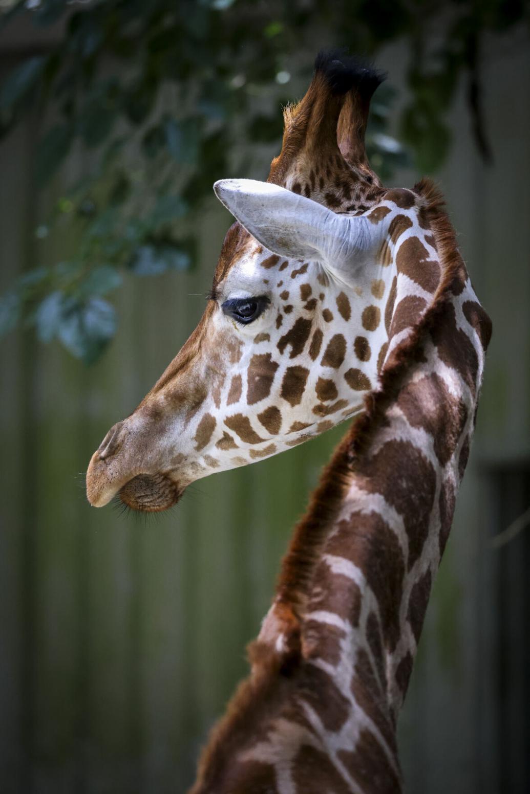 Photos: Audubon Zoo celebrates World Giraffe Day | Photos | nola.com