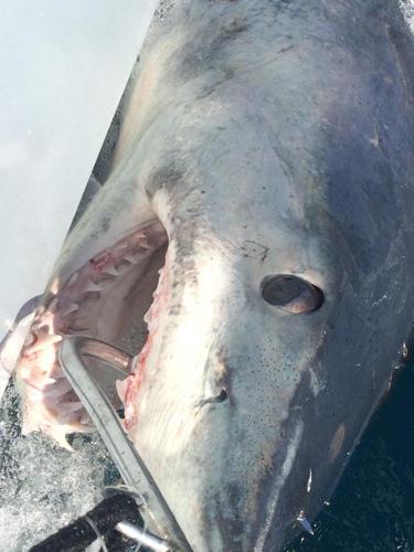 Venice angler boats Louisiana's No. 4 mako shark in epic battle ...