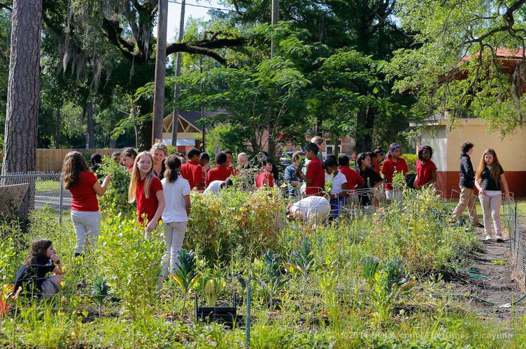 Bayou Lacombe Middle School students tend to their garden | Home/Garden ...