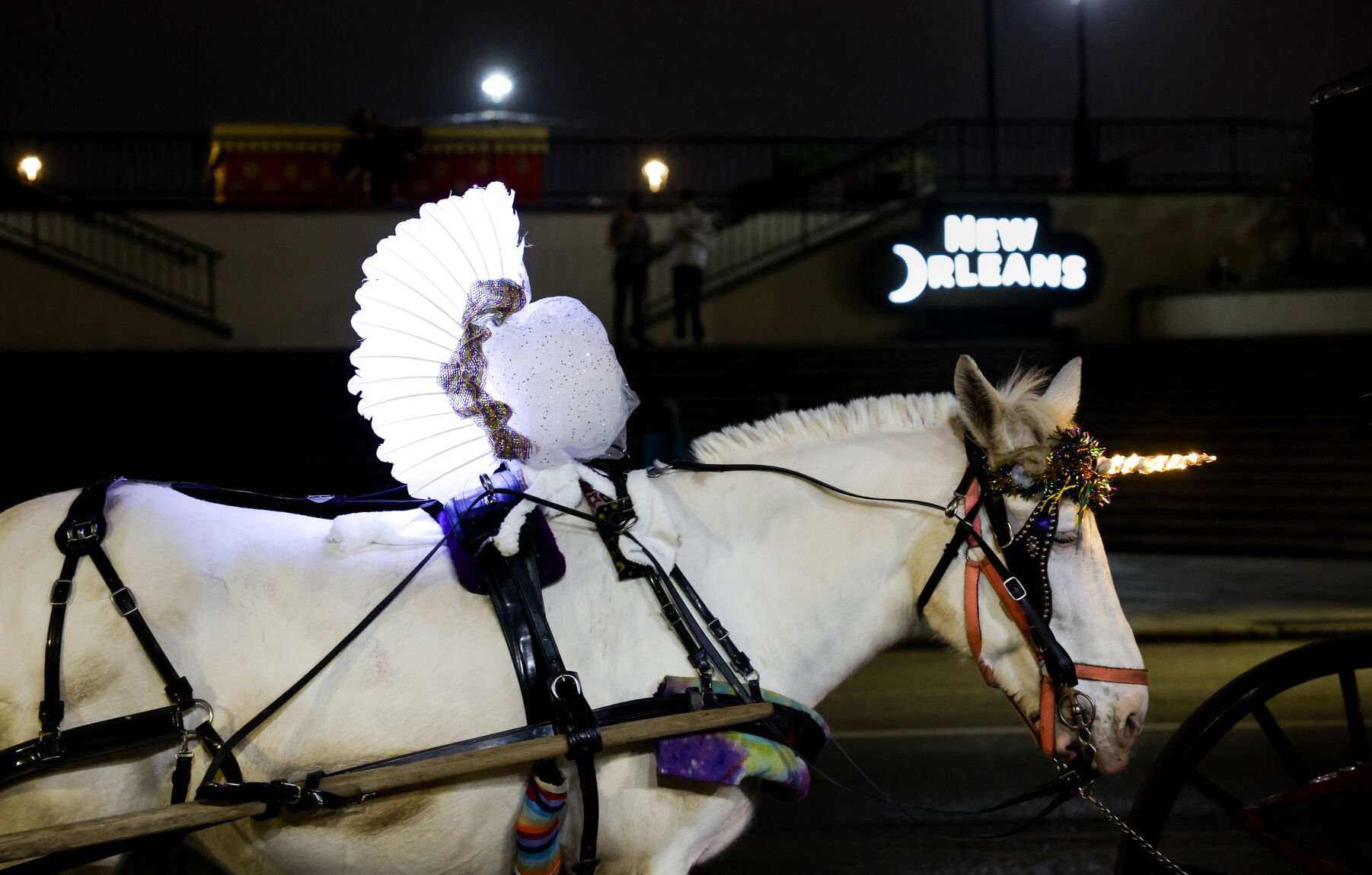 Photos: Claudia the Muliecorn in the French Quarter | Photos | nola.com