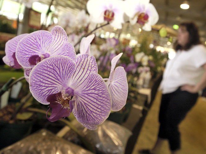 Get free trees at NOLA Tree Project giveaway: 12 gardening events not ...