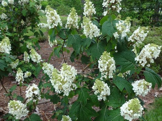 Happy hydrangeas: how to plant, grow and choose the best plants | Home ...