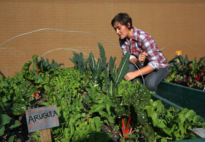 Plant broccoli and other cool-season vegetables in February | Home ...