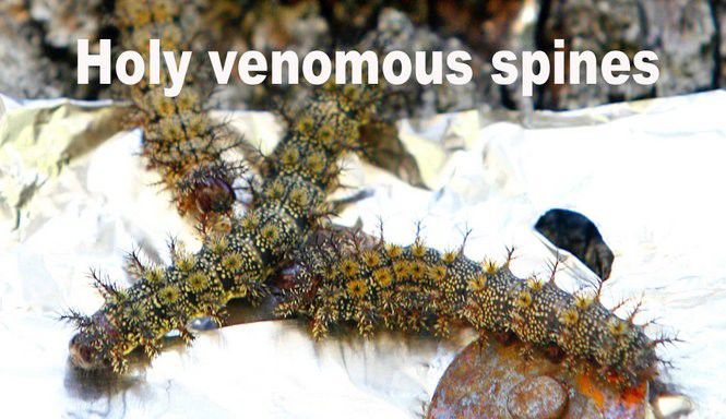 Newcomers' guide to the 5 New Orleans bugs that bug us most | Home ...