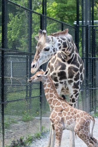 Born at 6 feet, 189 pounds, Audubon's newest giraffe is named Hope ...