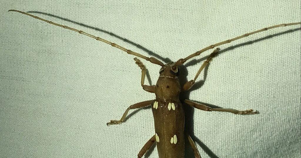 Insectarium guru heads to local swamps to collect bugs | Archive | nola.com