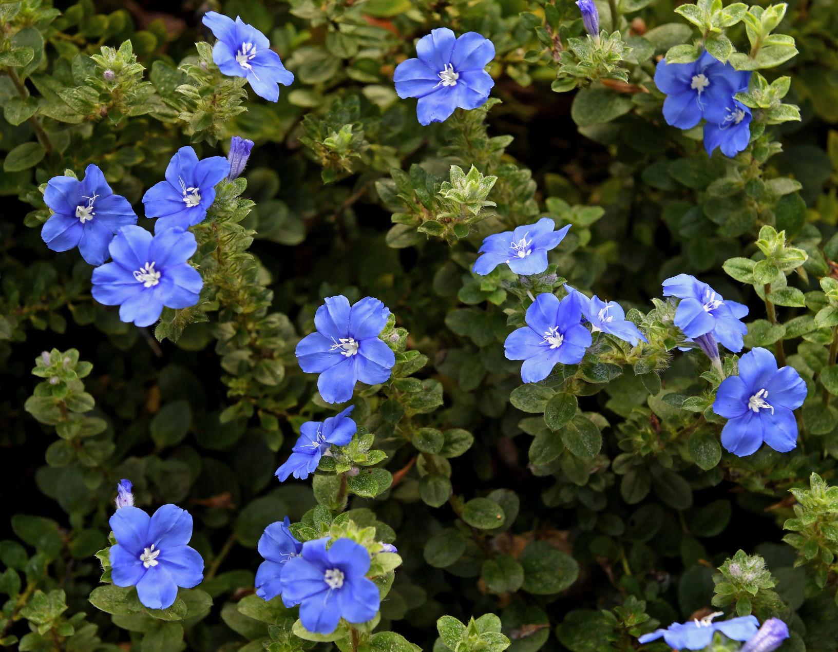Blue flowers that will color your NOLA landscape | Home/Garden | nola.com