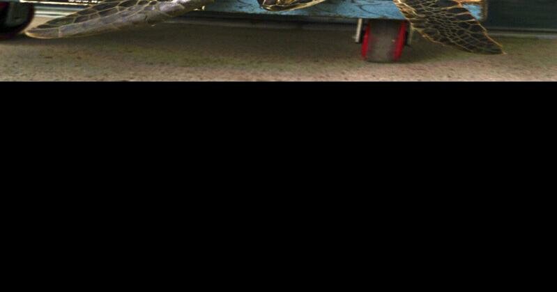 Winter Weather-Turtles | | nola.com