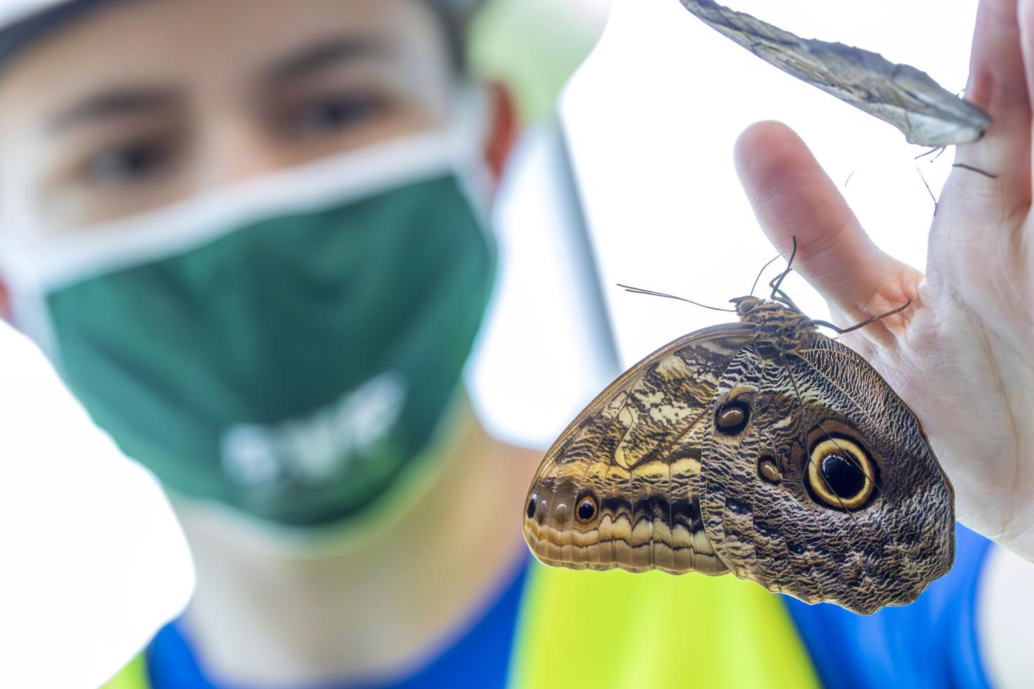 Photo tour of Audubon Aquarium renovations, with insectarium | Photos ...