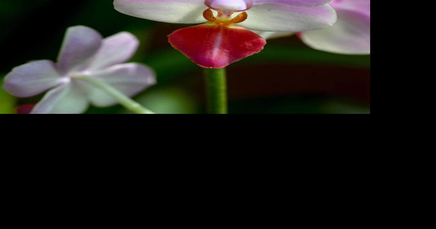 Here's the surprise about cultivating glamorous orchids: It isn't hard ...