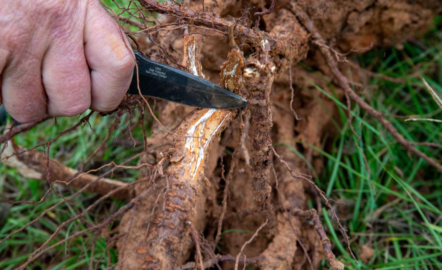 Ruston's iconic Mitcham Farms nears the end | News | nola.com