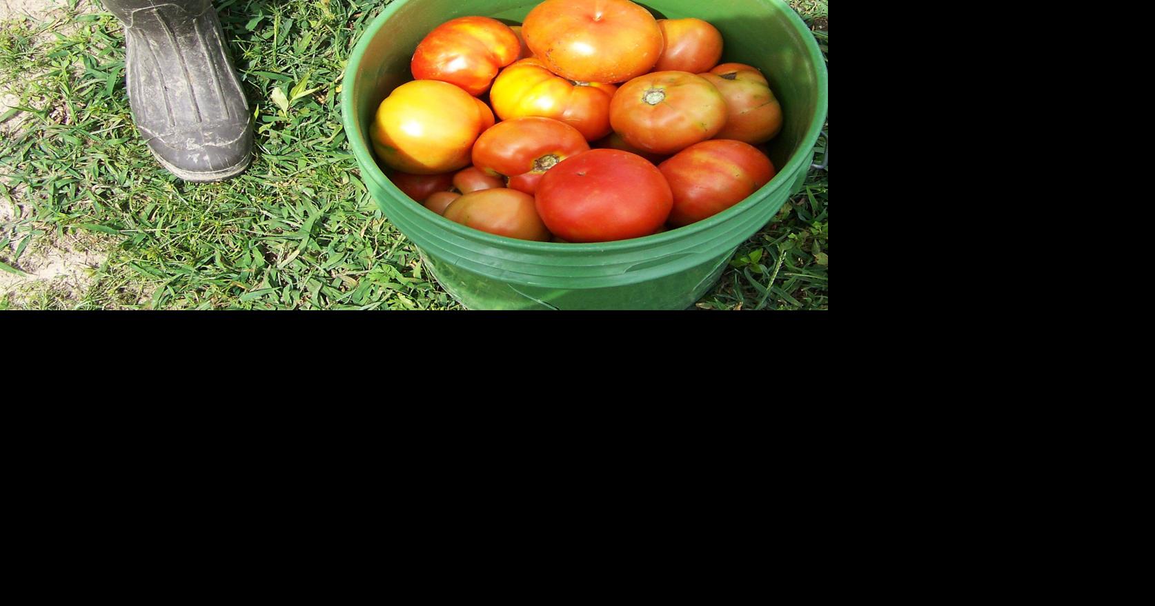 My favorite summer babies, Creole tomatoes: Cooking Creole | Where NOLA ...