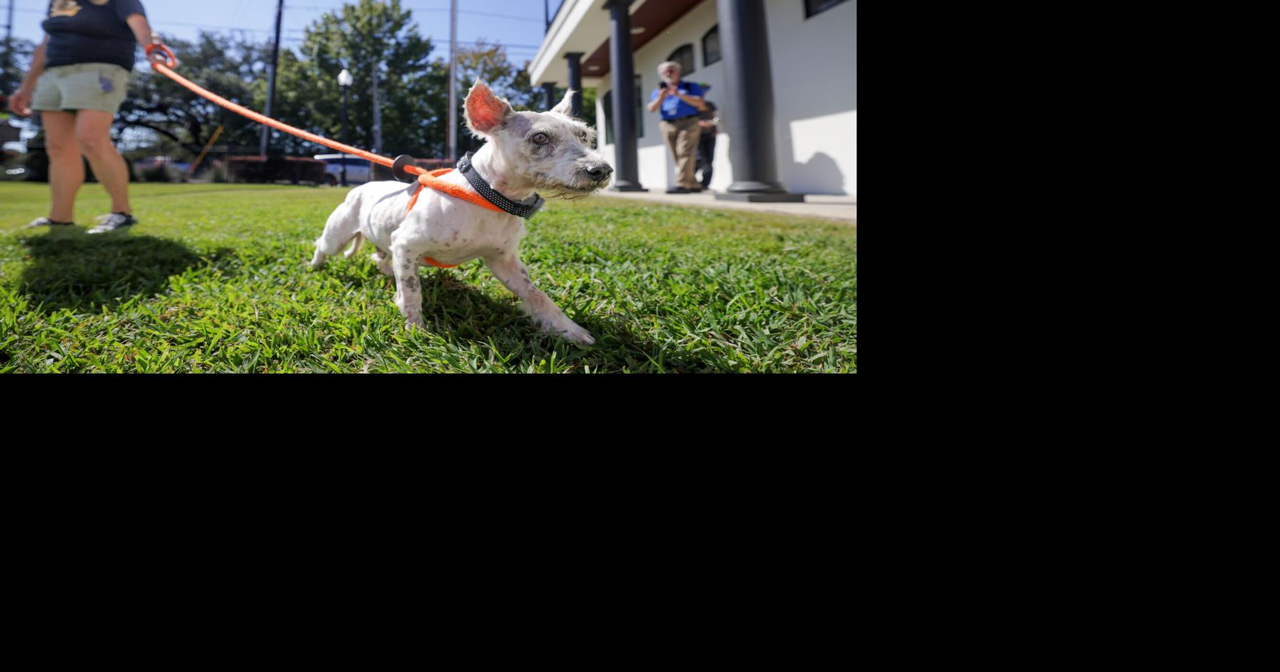 Scrim, Mid-City's legendary runaway dog, escapes | News | nola.com