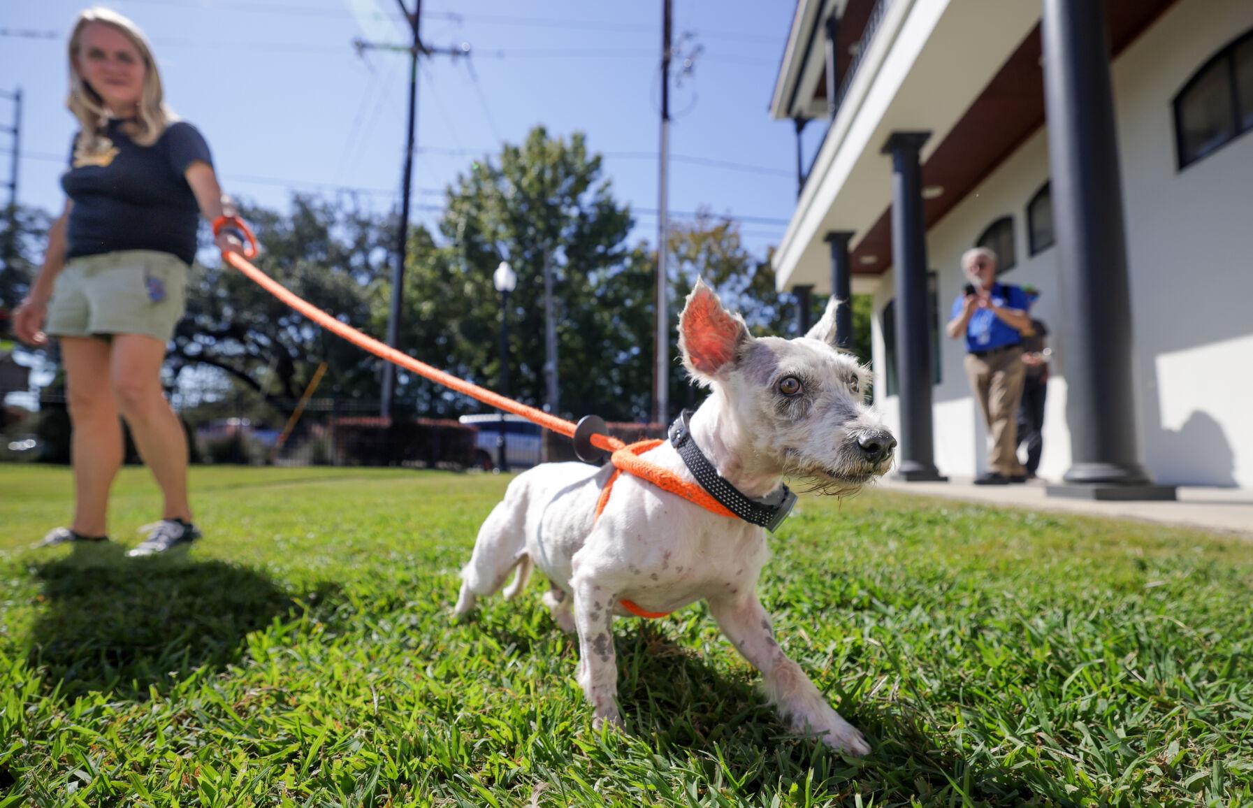 Is New Orleans' infamous stray dog Scrim built different ...