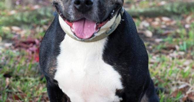 Animal Rescue: Encounters with unfamiliar dogs call for caution | News ...