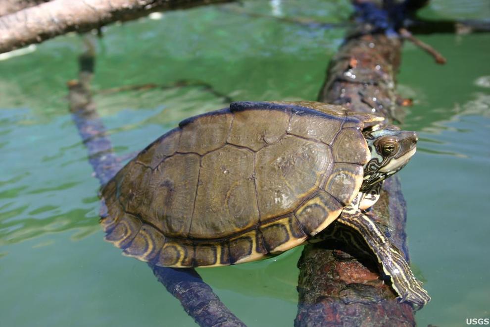 Feds to decide if rare Louisiana turtle needs endangered species ...