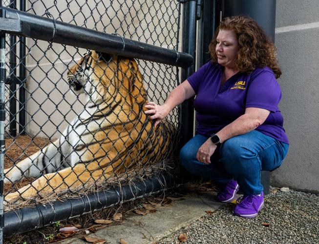 Ginger Guttner is the social media voice of Mike the Tiger ...