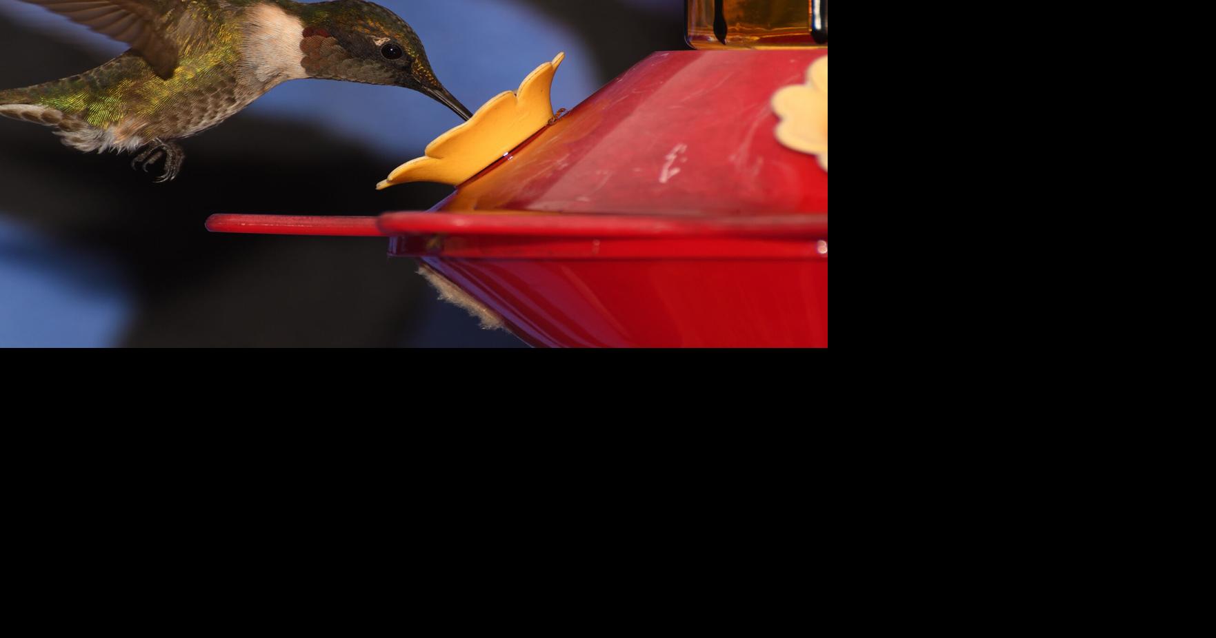 Hummingbird enthusiasts learn to lure the gravity-defying, distance ...