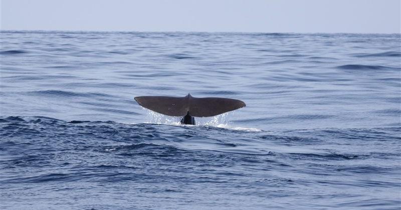 Federal agency to assess oil and gas development's impact on endangered ...