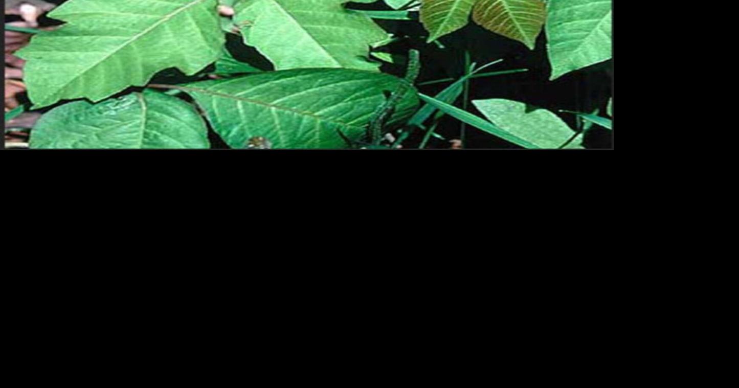 What you need to know about poison ivy: Dan Gill explains | Home/Garden ...