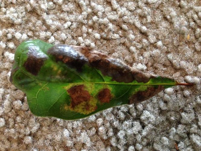 Spring's wet weather causing fungal infection, leaf drop in New Orleans ...