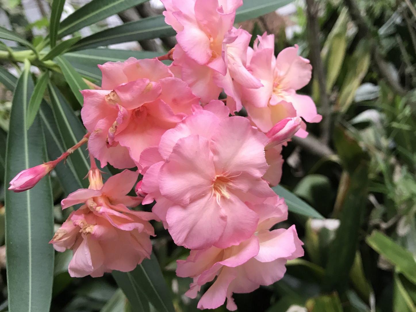 oleander varieties