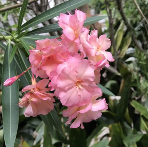Oleanders are beautiful and hardy, but handle with care | Home/Garden ...