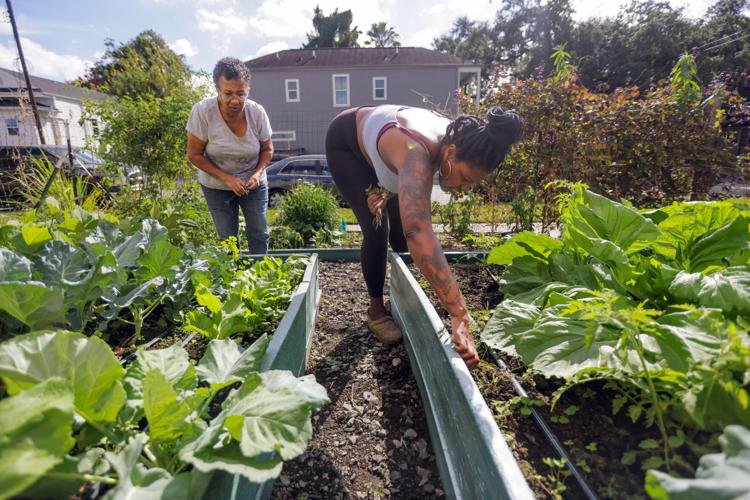 New wildflower garden feeds into Sprout NOLA's mission of growing fresh ...