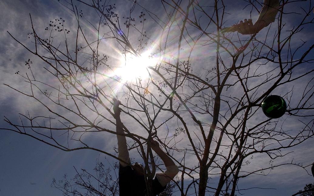 Pruning chores for January: shade trees, damaged tropicals | Home ...