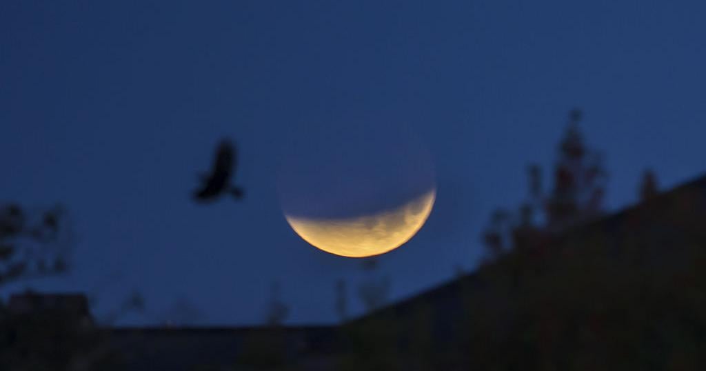 Why are there so many crows in my neighborhood? | Curious Louisiana ...