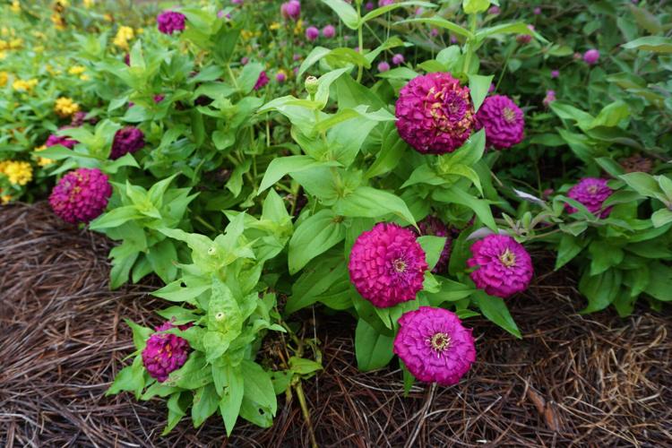 Zesty, vividly-colored zinnias are a foolproof flower | Entertainment ...