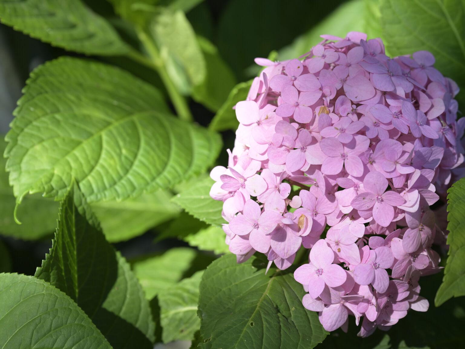 mexican hydrangea uk