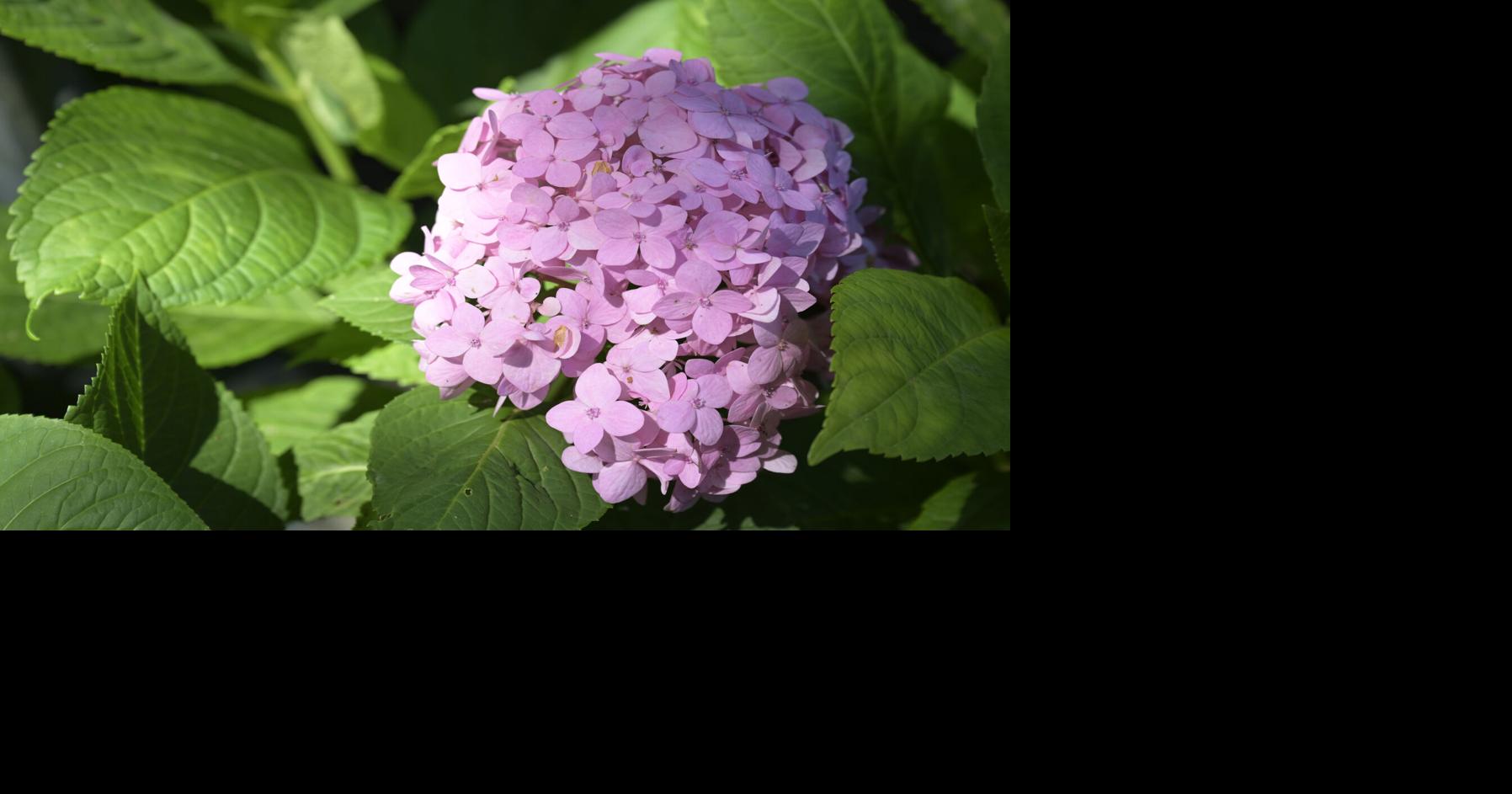 purple hydrangea uk